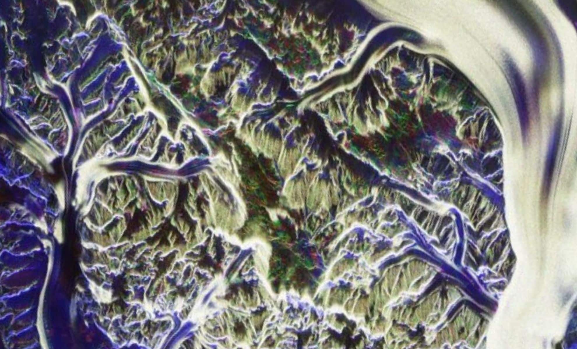 ESA Satellite Unveils First Images of Earth's Untouched Ecosystems