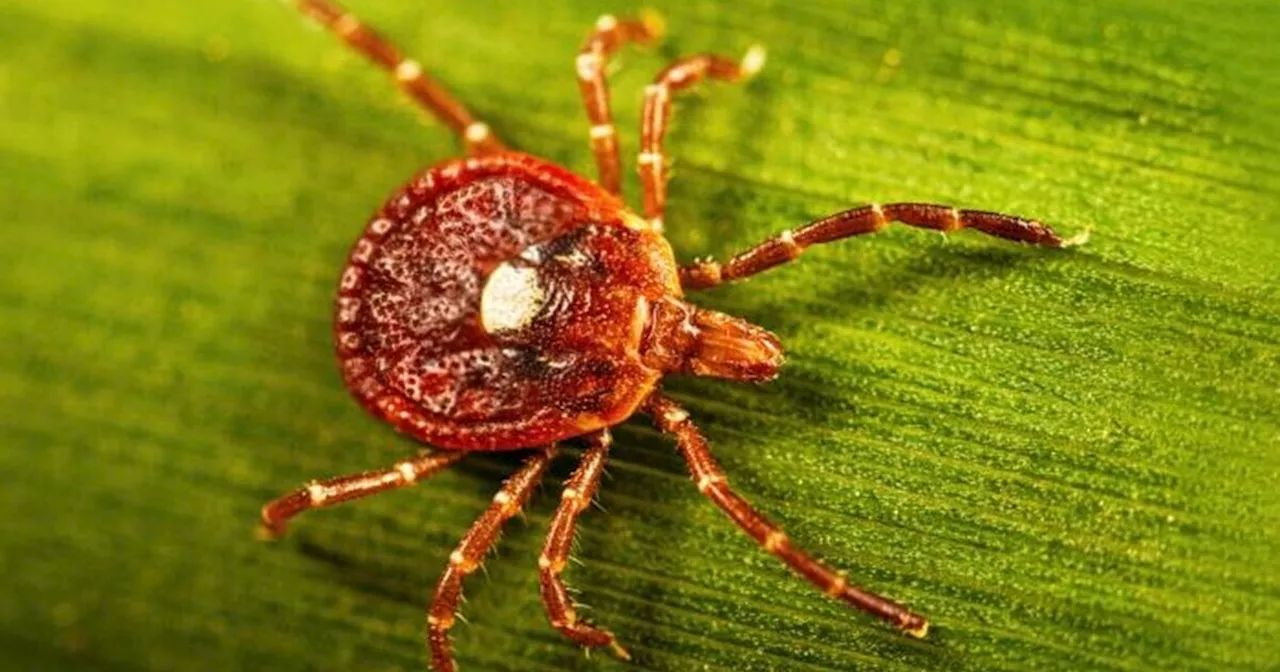 First Death Linked to Alpha-Gal Syndrome Raises Alarm Over Tick Allergy