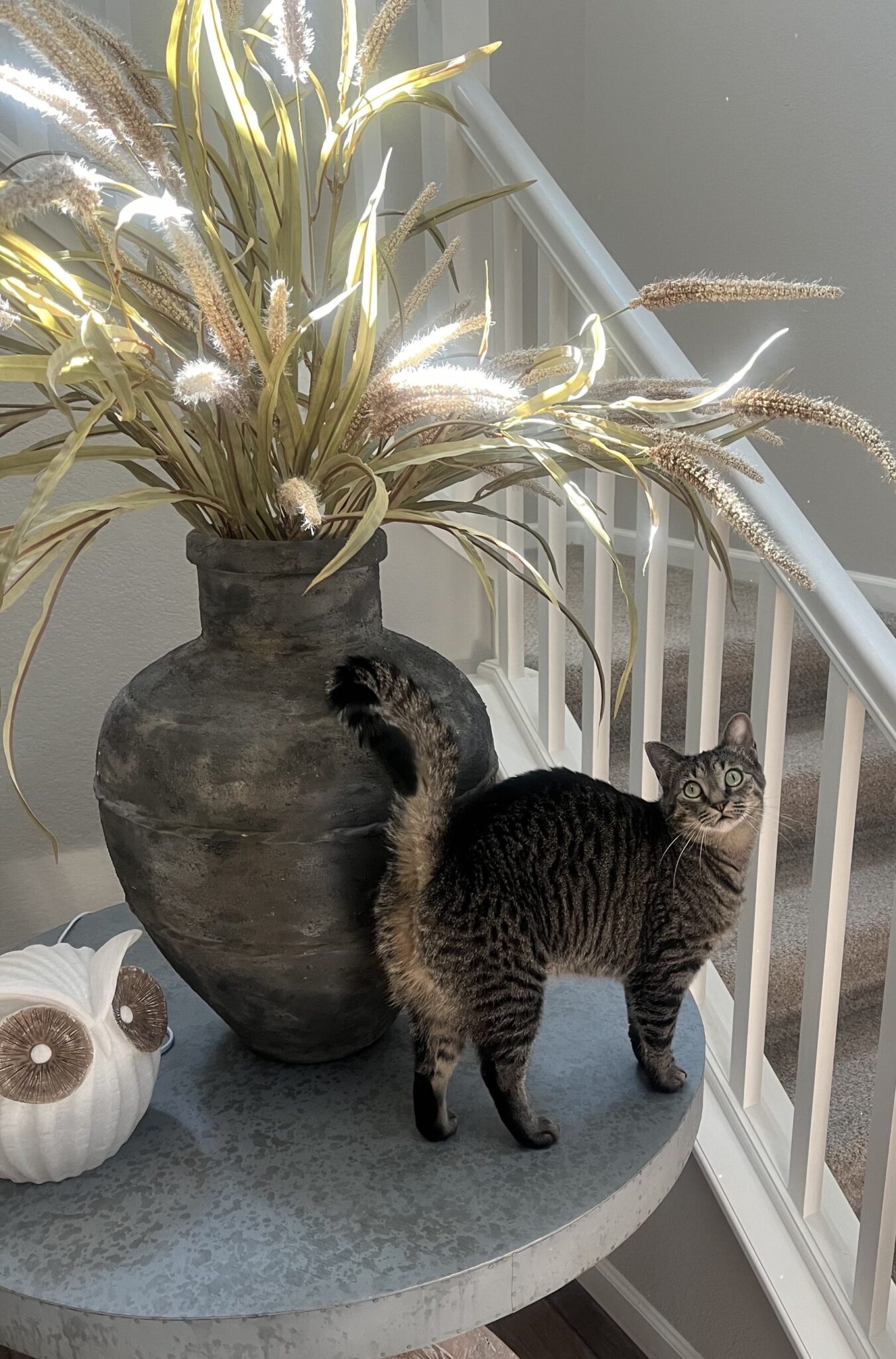 Veterinarian's Cat Doja Faces Toxic Threat from Houseplants
